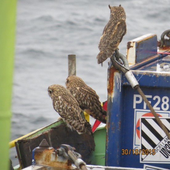 Total helps develop new device to give oil rig guano the bird - News ...