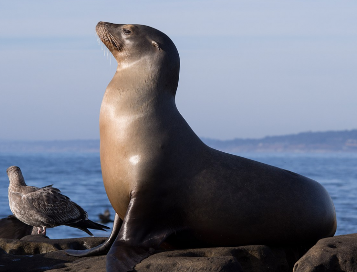 Rockhopper raises £6.9m to progress Sea Lion Falklands plans