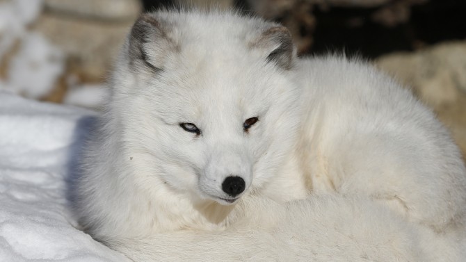 Watch as adorable Arctic fox rolls on the floor laughing like a human ...