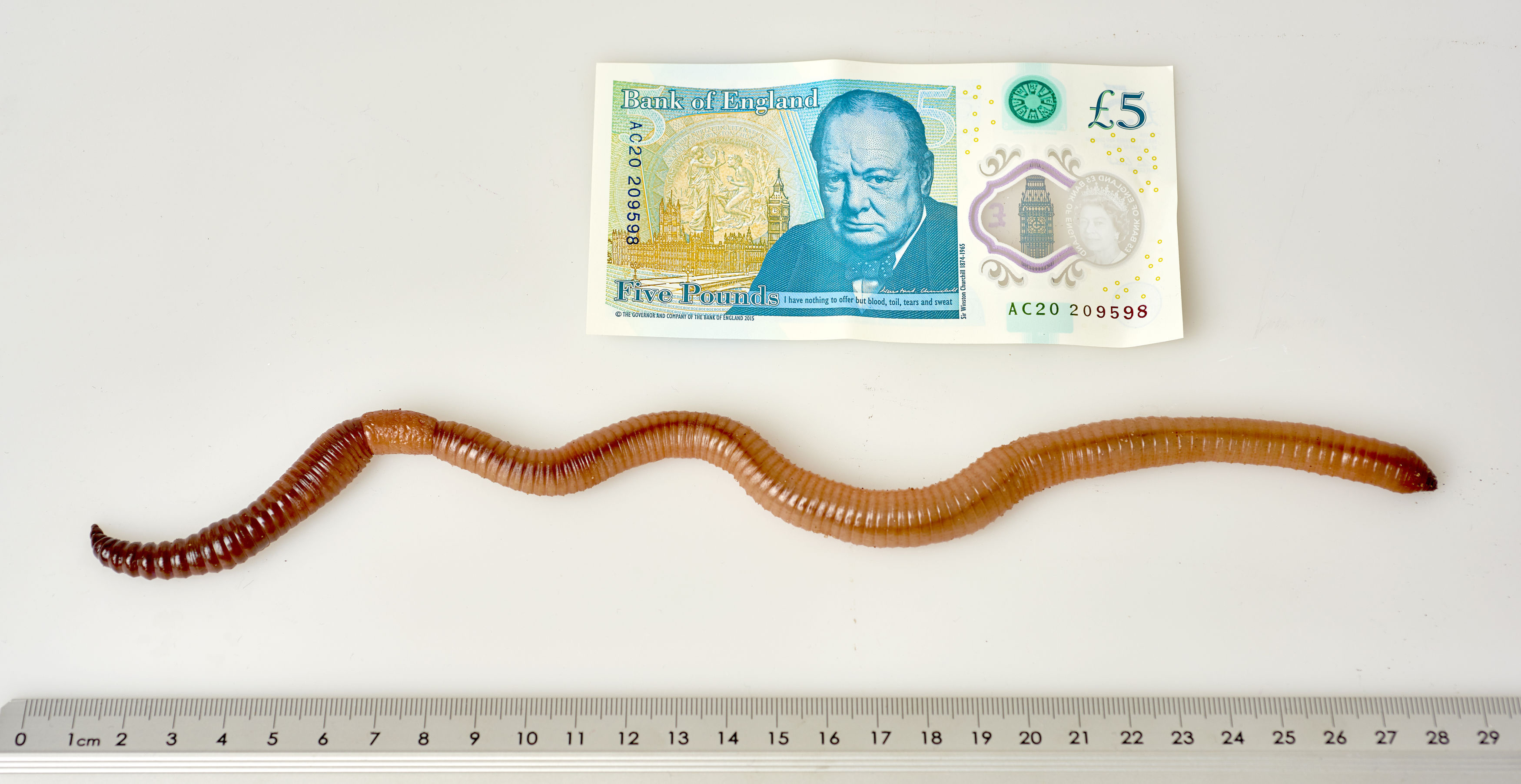 Meet Dave - the UK's largest earthworm that's the size of 'a small ...