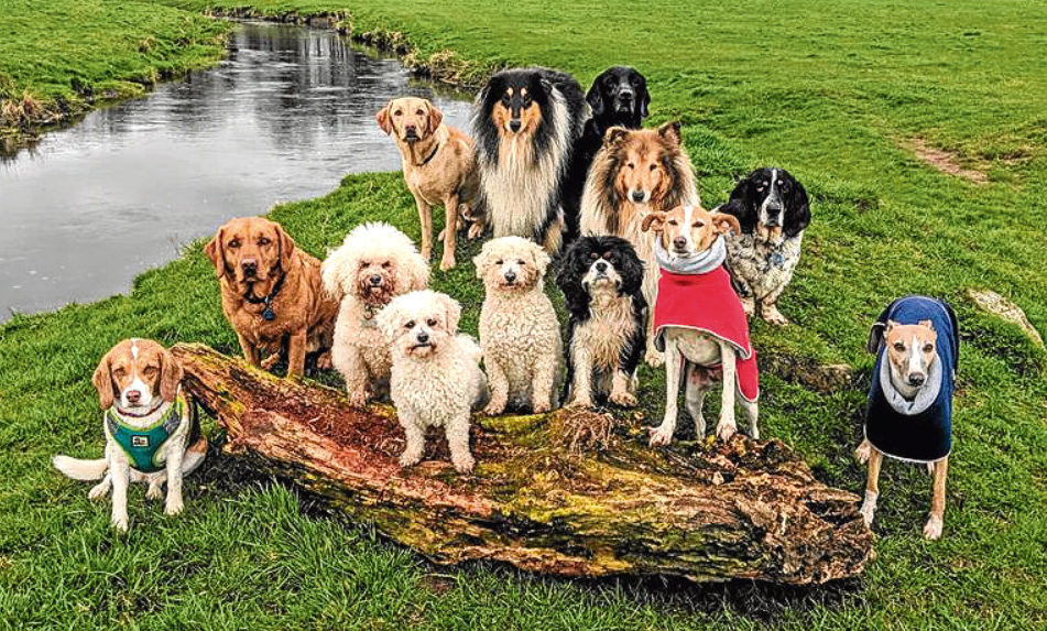 SIT! Dundee dog walker achieves the impossible - getting 13 hounds to ...