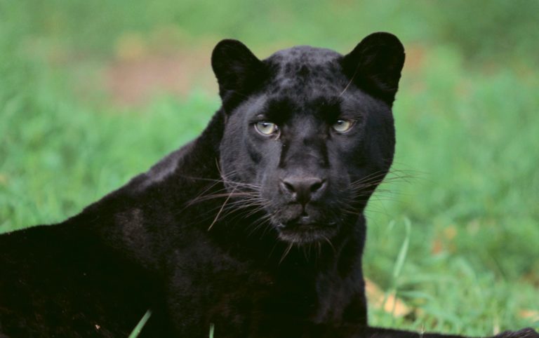 Woman left 'frantic' after sighting of 'panther' near Brechin primary ...