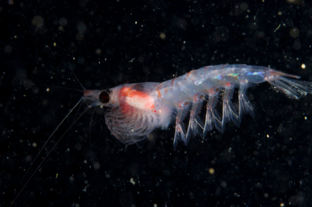 Study shows krill can supply key element in salmon feed - Fish Farmer ...