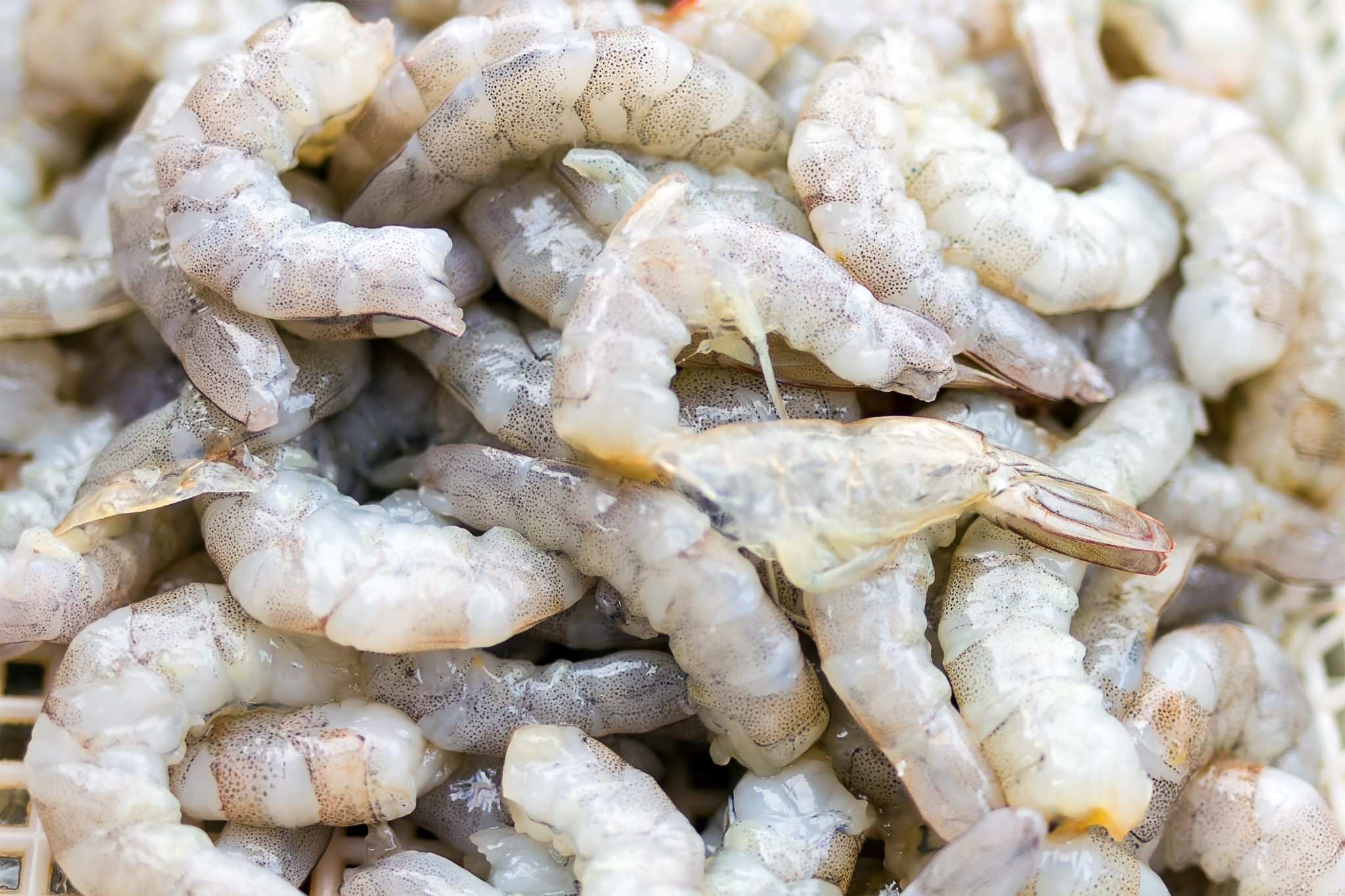 UK prawn farmer goes into administration - Fish Farmer Magazine