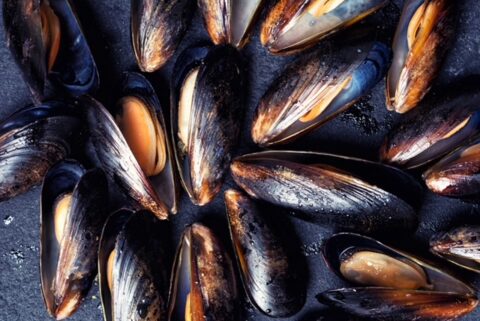 New research into mussel broken shell problem - Fish Farmer Magazine