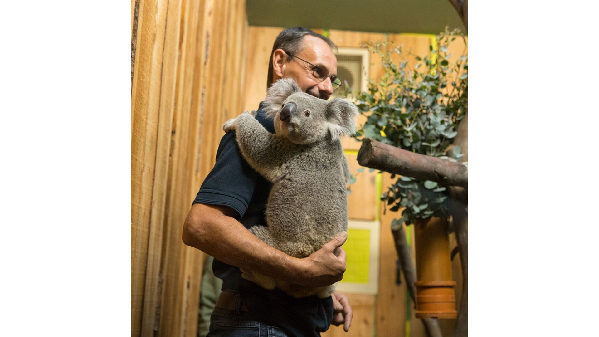 Tonami The Koala Flies In To Edinburgh Zoo - My Weekly