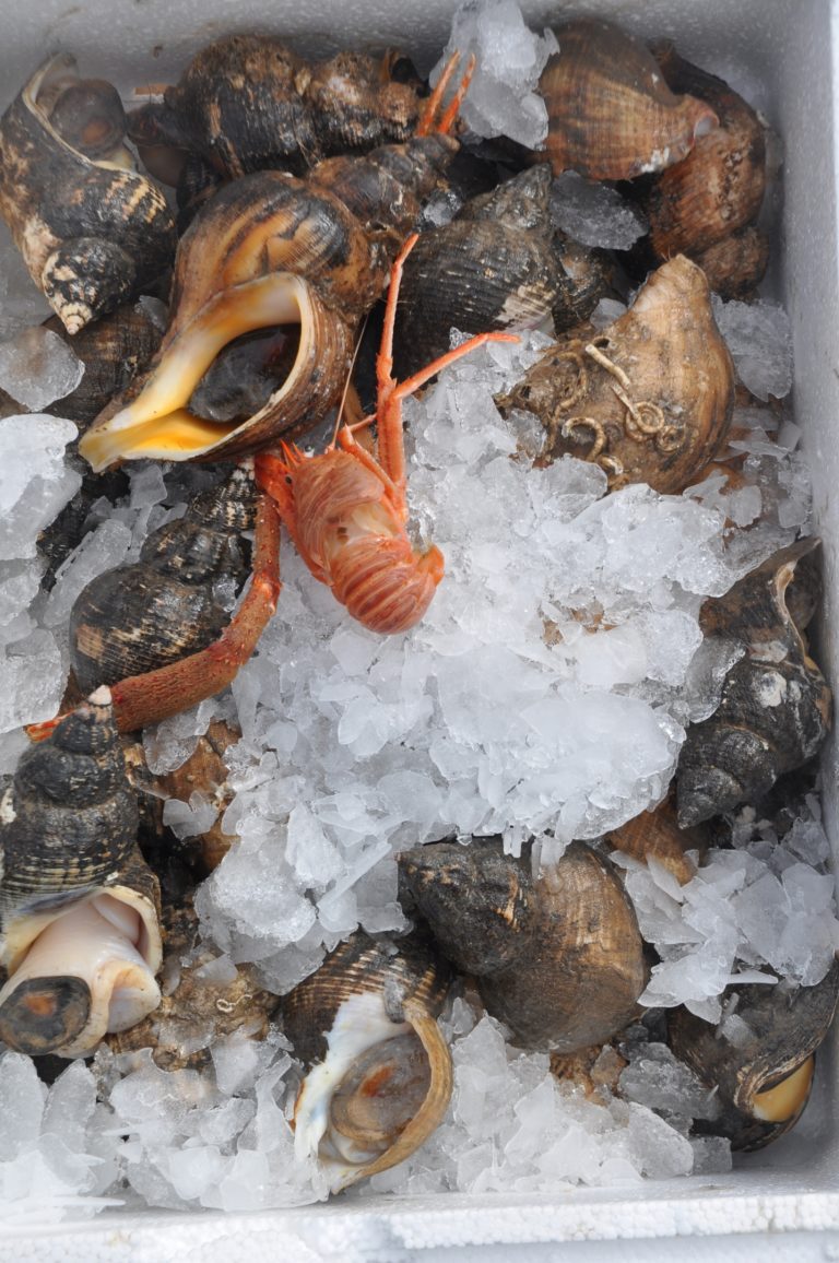 High levels of shellfish toxins found in Traigh Mhor on Barra - The ...