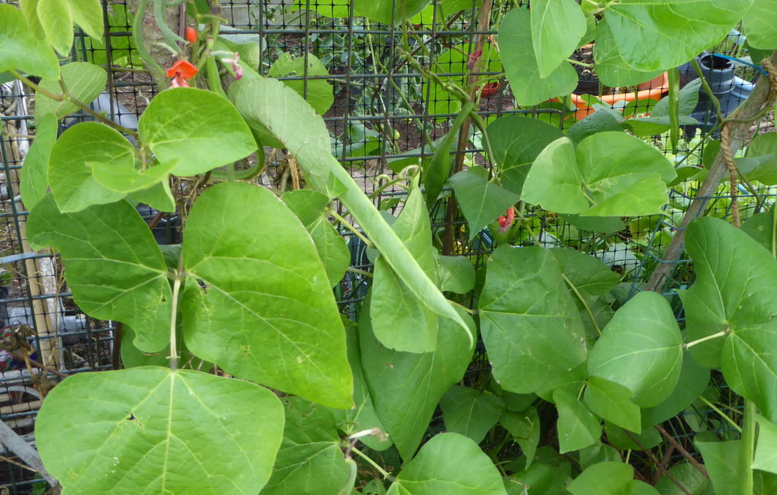 Runner Bean Soup - The People's Friend