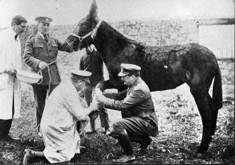 Remembering the Animals of WW1 - The People's Friend