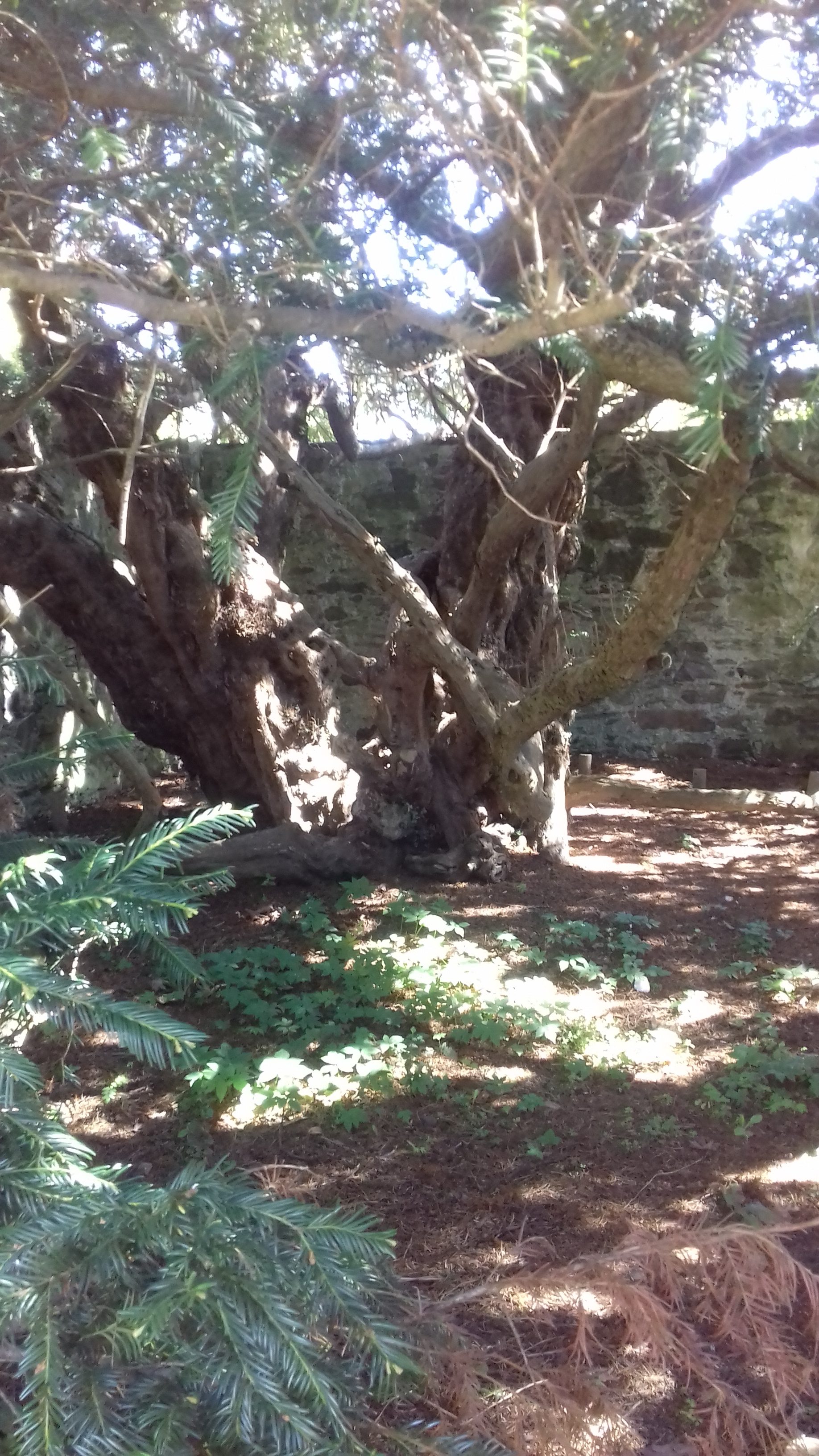 The Fortingall Yew, Britain's Oldest Tree - The People's Friend