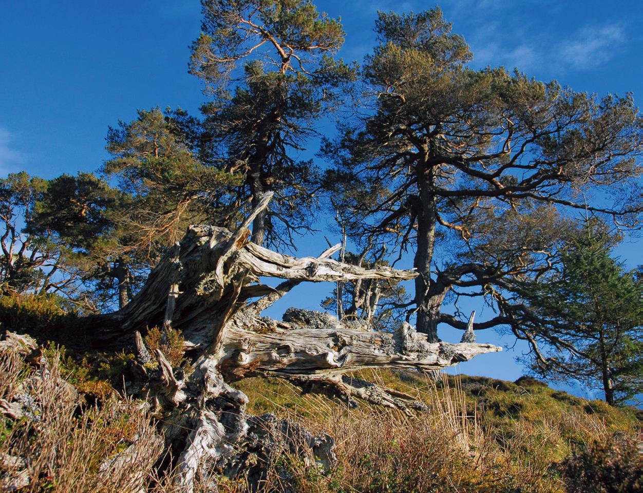 National Tree Week: The Wee Trees - The People's Friend