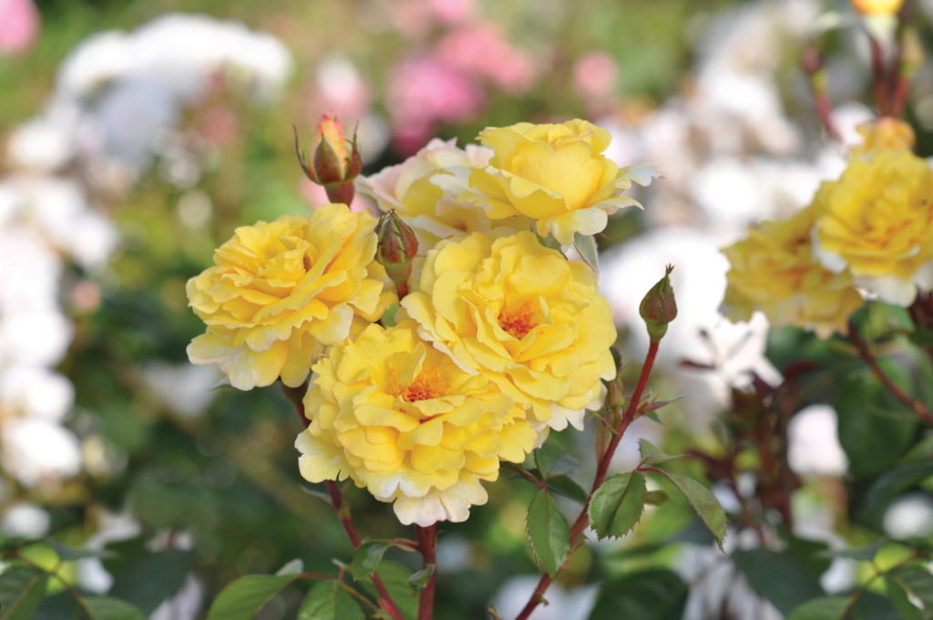 Plant, grow and eat these gorgeous edible roses this spring