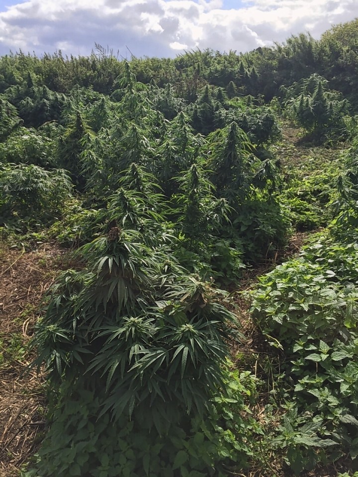 Police discover "forest" of cannabis plants - Press and Journal