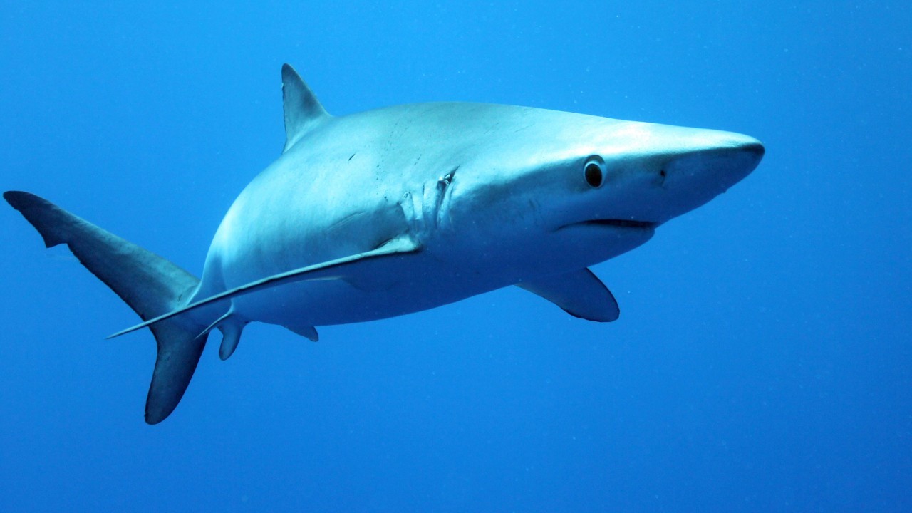 Man-eater myths to be exploded during Shark Season - Press and Journal