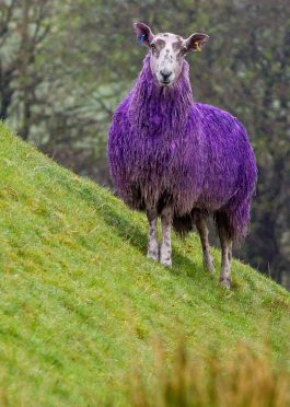 Why have these Scottish sheep been turned purple?