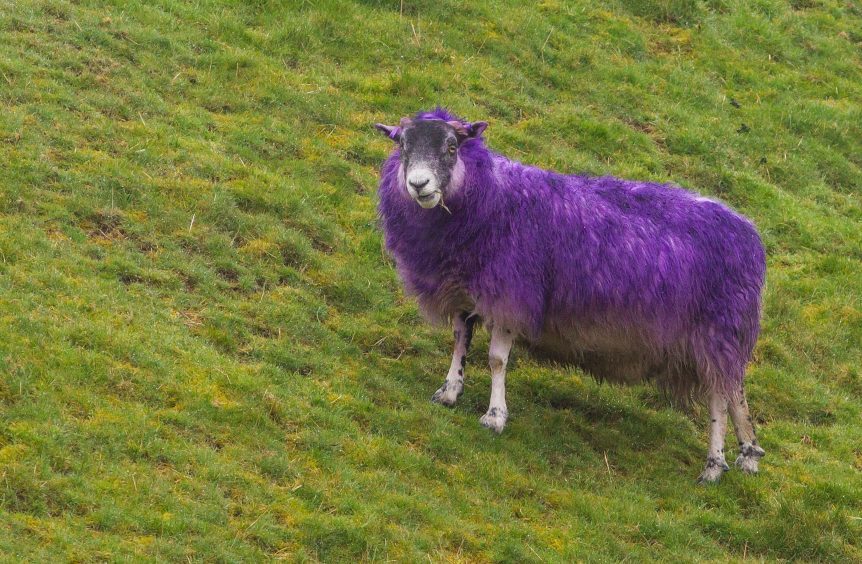 Why have these Scottish sheep been turned purple?