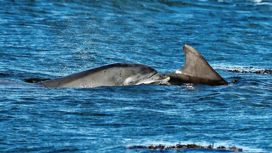 PICTURES: Baby dolphin spotted playing in Moray Firth