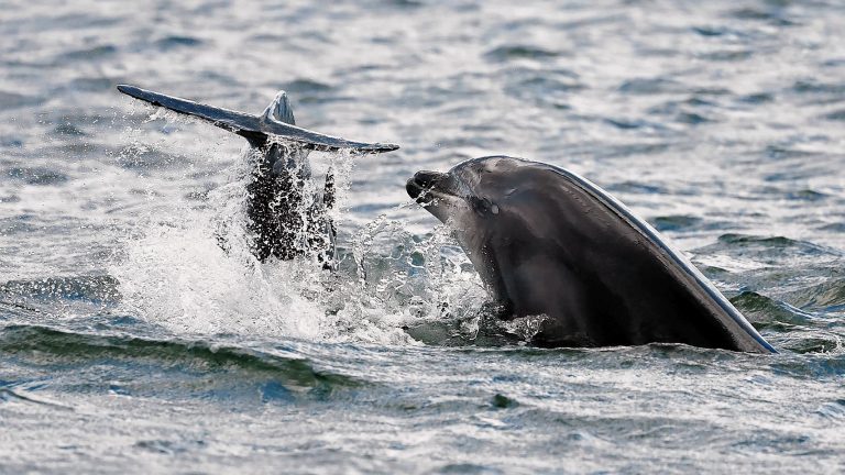 PICTURES: Baby dolphin spotted playing in Moray Firth