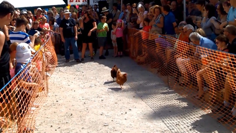 VIDEO: World hen racing championship going strong after more than 100 ...