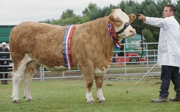 Scottish breeders triumph at national Simmental show - Press and Journal