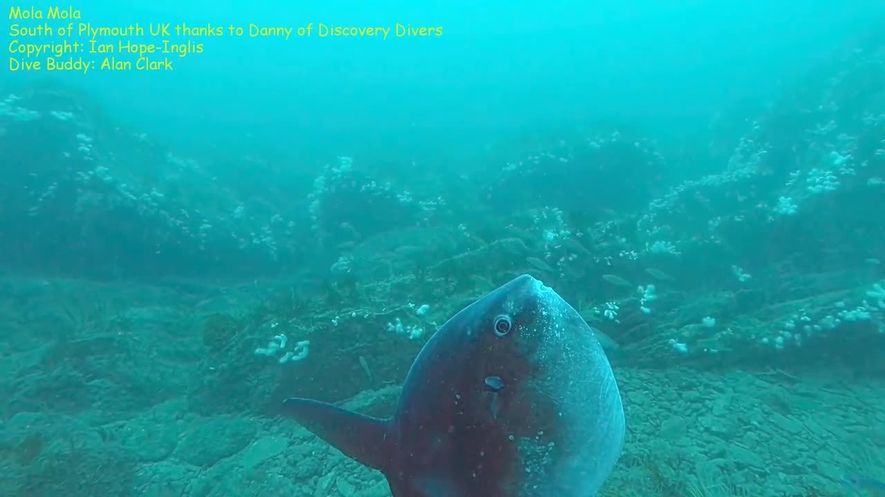 VIDEO: World's heaviest bony fish spotted in rare sighting in UK waters