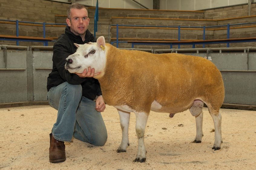 Caithness Sheep Breeders ready for annual tup sale - Press and Journal