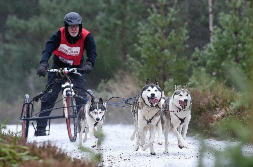The best pictures from a weekend of husky racing in the Highlands ...