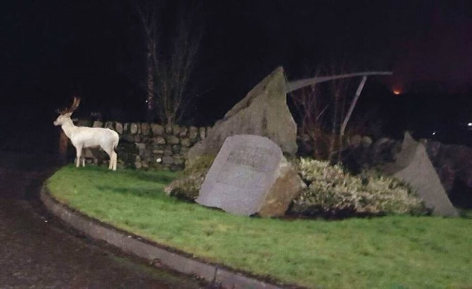 Rare white deer captured on camera in Scotland
