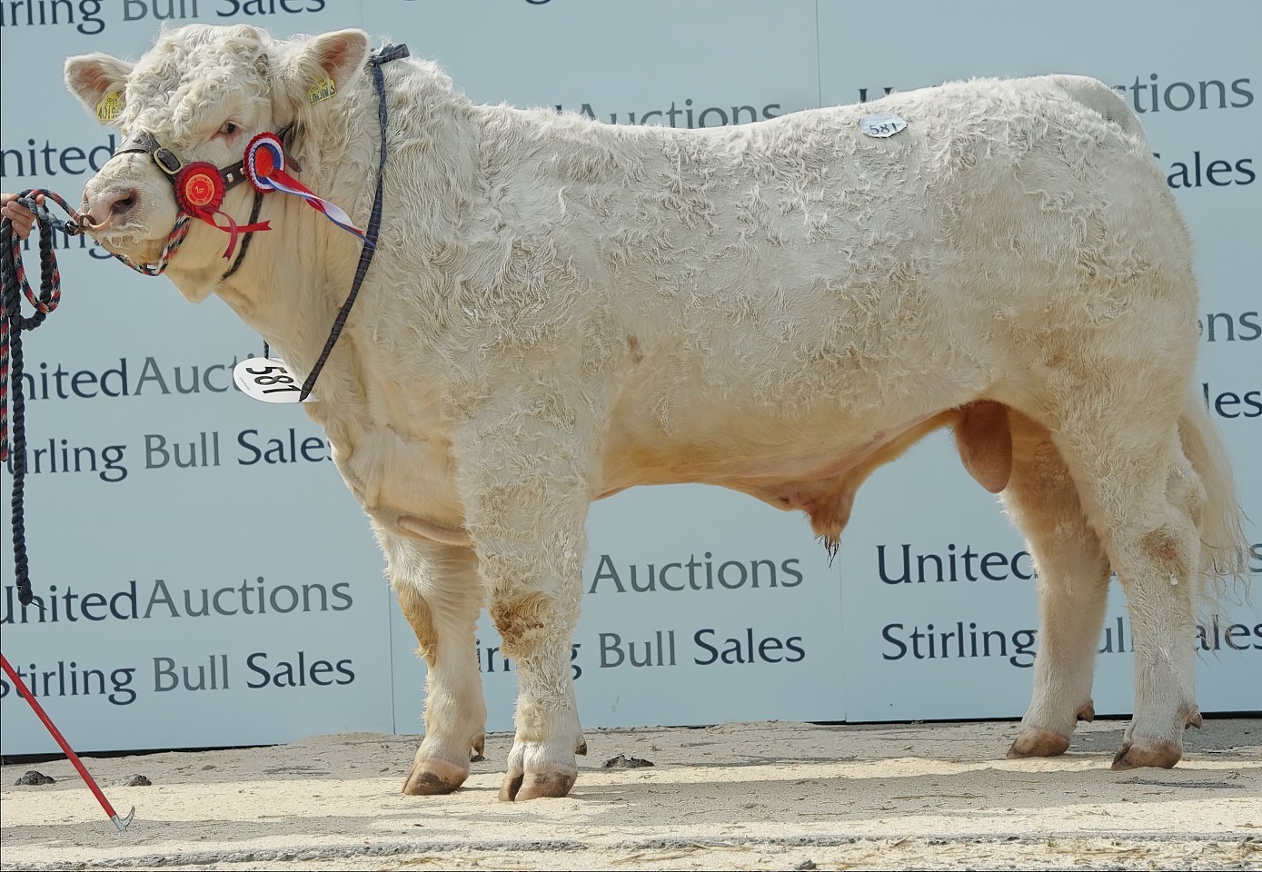 Salers bull leads May Stirling Bull Sales - Press and Journal