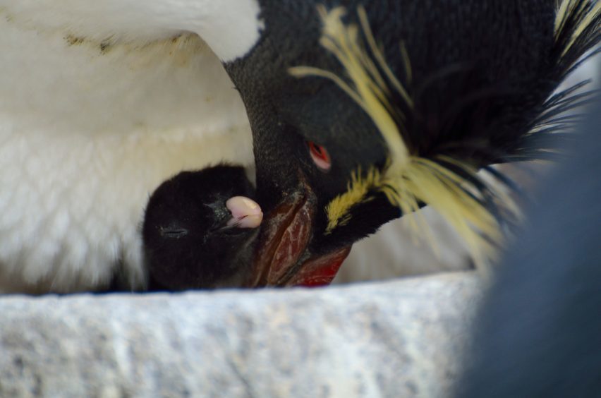 First pictures emerge of rare penguin being cared for by its parents ...