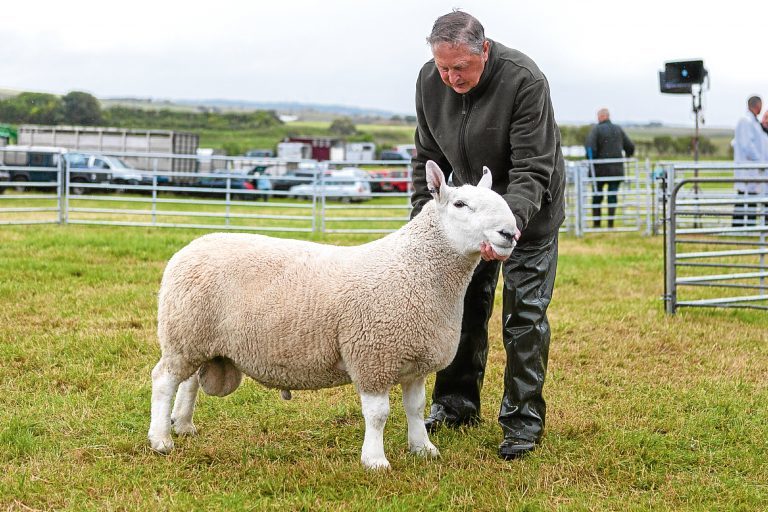 Simmental heifer lands top title at the Caithness County Show - Press ...