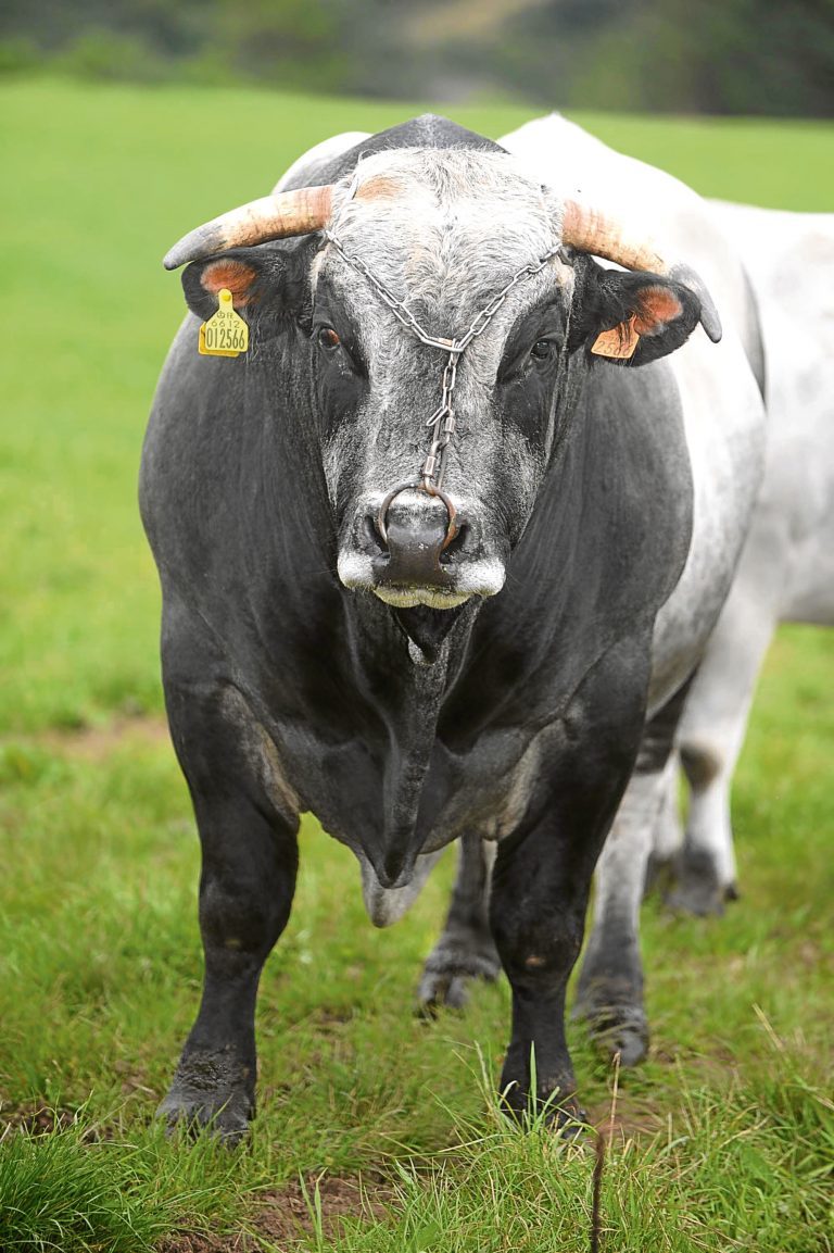 Gascon cattle ticking lots of boxes for Elgin farmer - Press and Journal