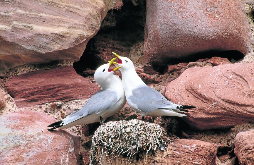 Scottish gull named at risk of "global extinction" - Press and Journal