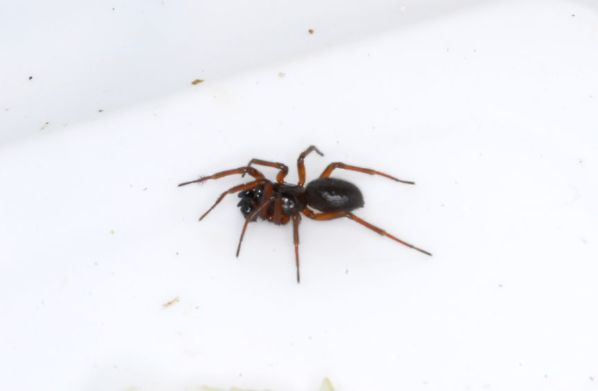 Rare money spider discovered in the Highlands - Press and Journal