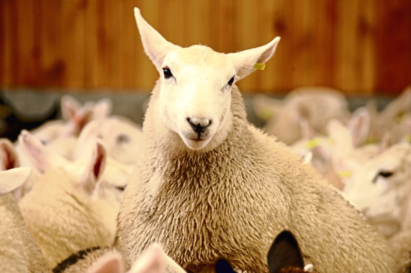 Study to improve sheep genetics