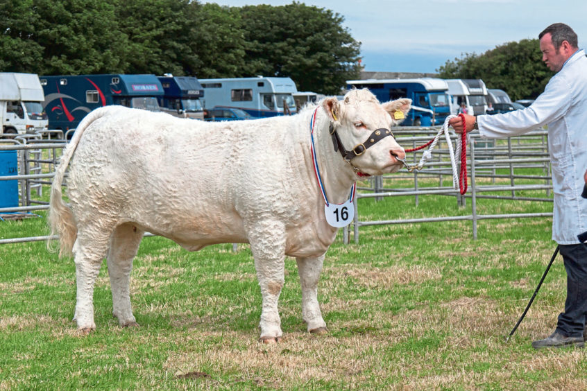 Third champion of champions accolade for Olrig Mains herd - Press and ...