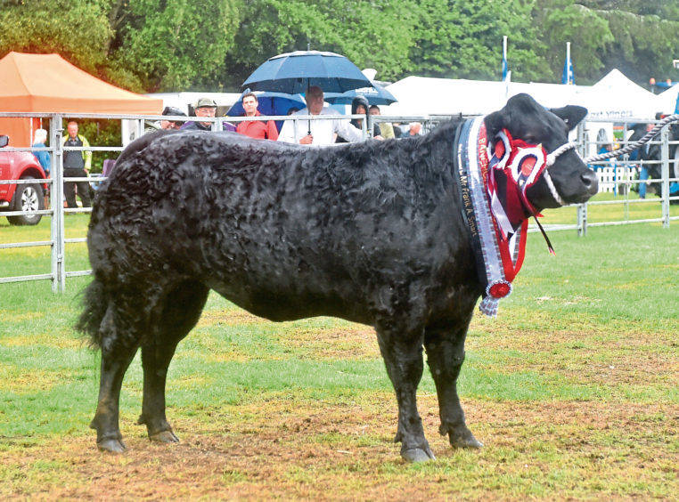 Shaniqua crowned champion again at Banchory Show - Press and Journal