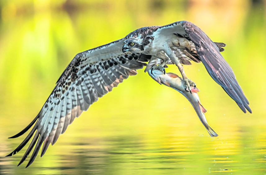 Wildlife photographer captures stunning photo of Osprey in the north