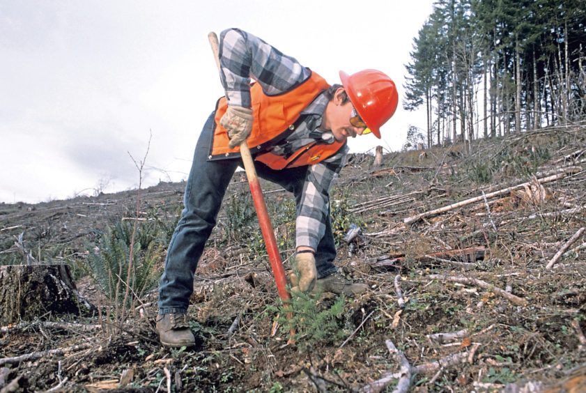 Guidance offered to help tree planting schemes