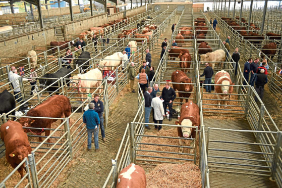 Dingwall Mart looks to the future with young team of auctioneers ...
