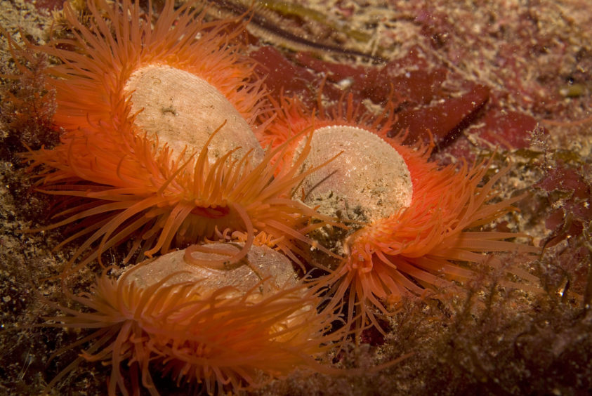 West coast sea beds given protection from scallop dredging