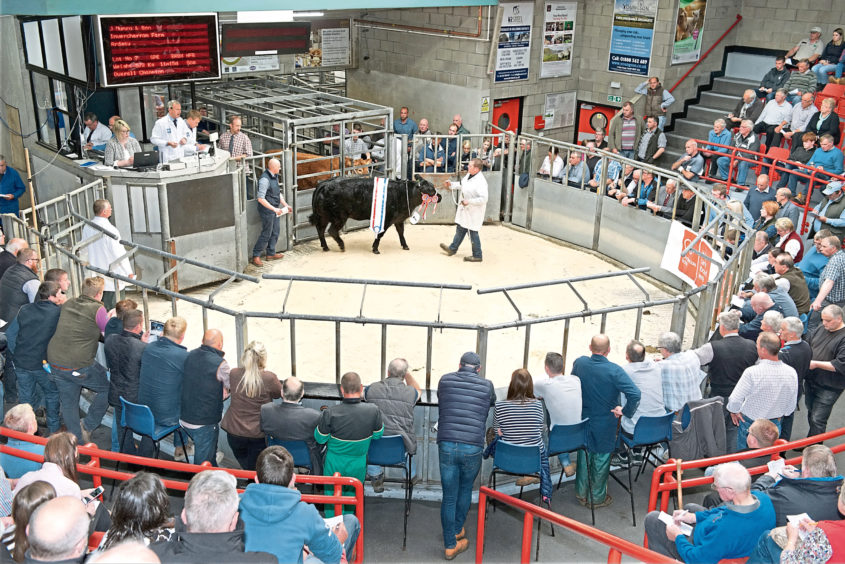Finest commercial cattle set for Thainstone Spectacular