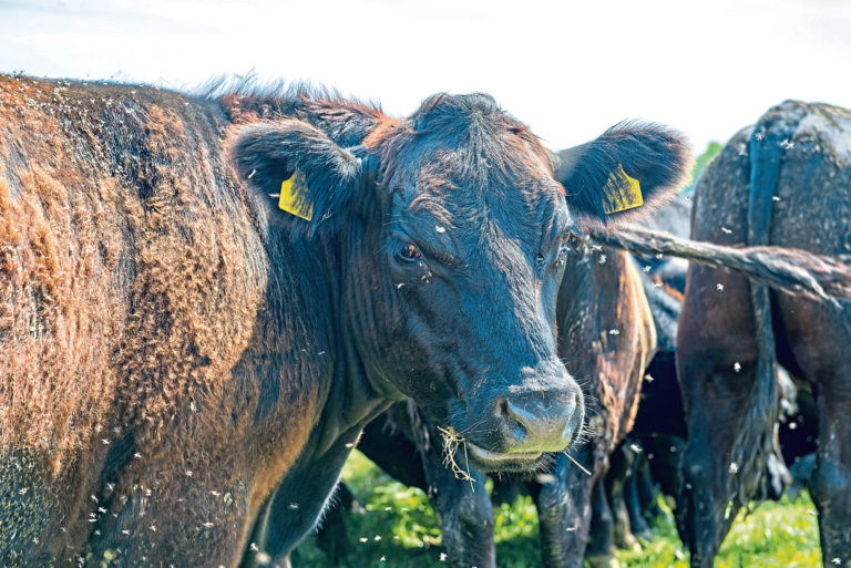 Summer mastitis cases soar in cattle - Press and Journal