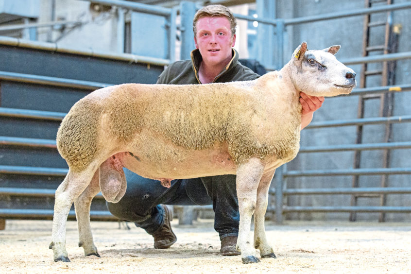 Texel cross Beltex the toast of show and sale - Press and Journal