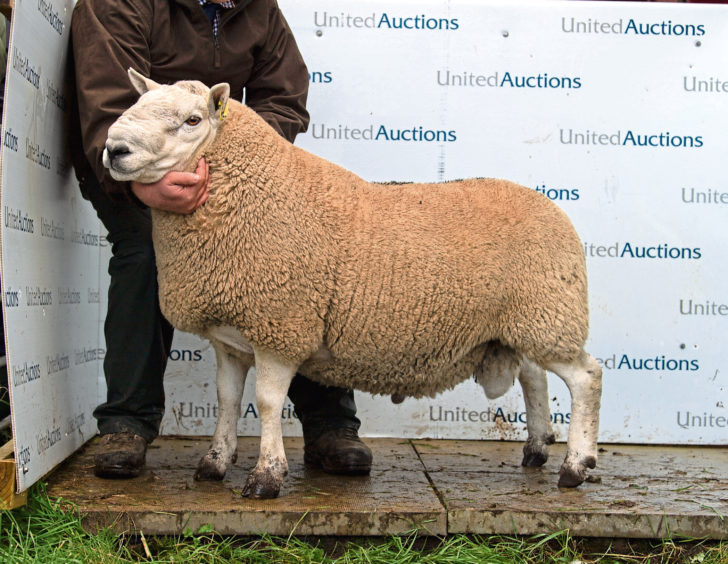 New North Country Cheviot breed record set at Lairg - Press and Journal