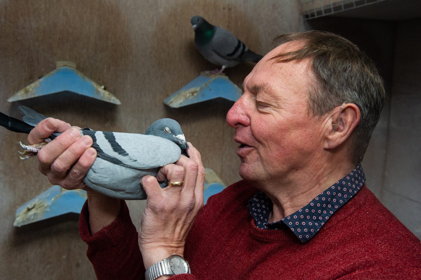 VIDEO: Inside the wonderful world of pigeon racing - Press and Journal