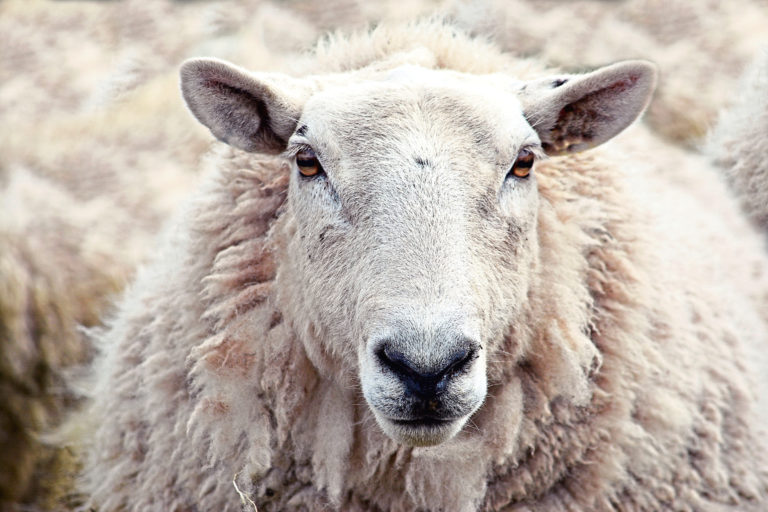 Ultrasound could lower cases of cancer in sheep