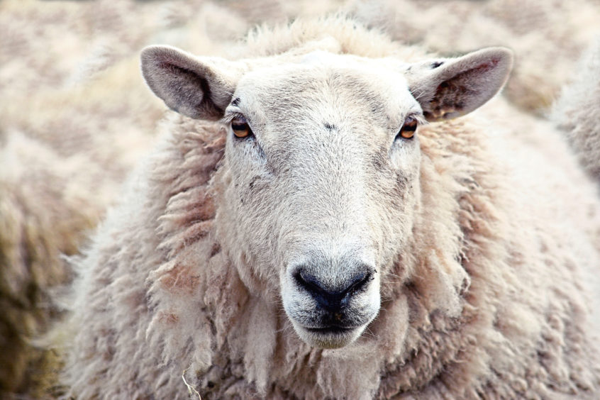 Ultrasound could lower cases of cancer in sheep