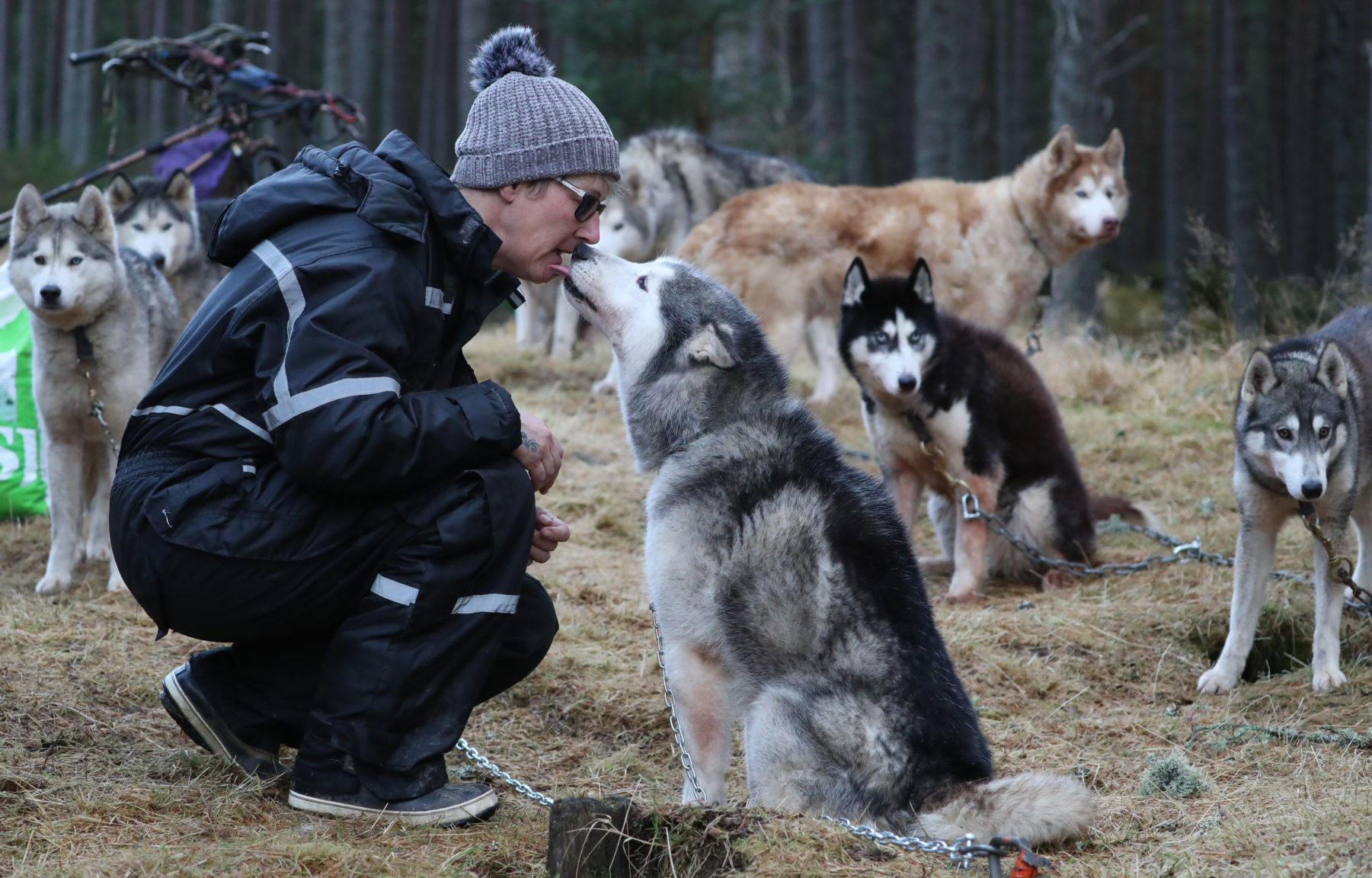 Highlands to welcome more than 1,000 huskies for the biggest dog sled ...