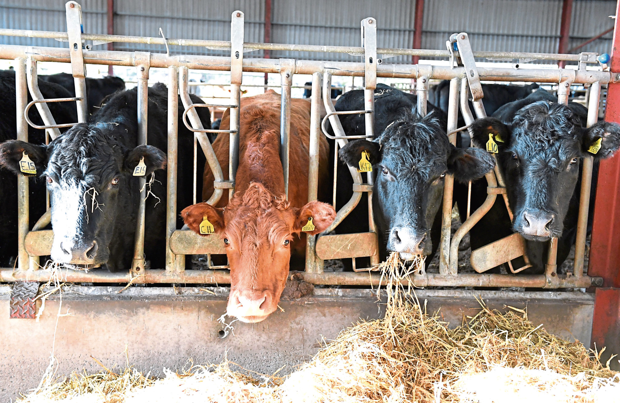 Farmers brainstorming future of beef production